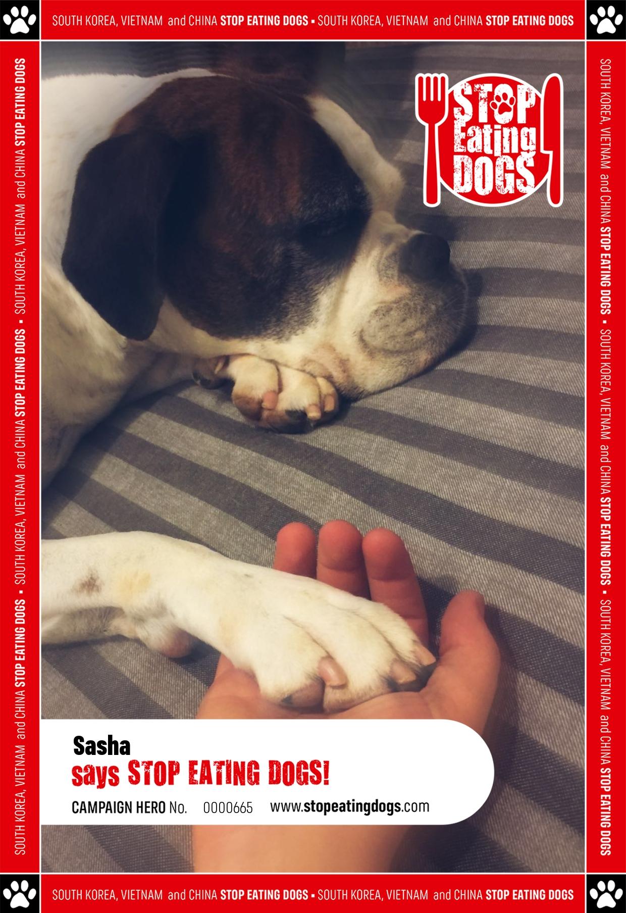 Stop Eating Dogs - Home