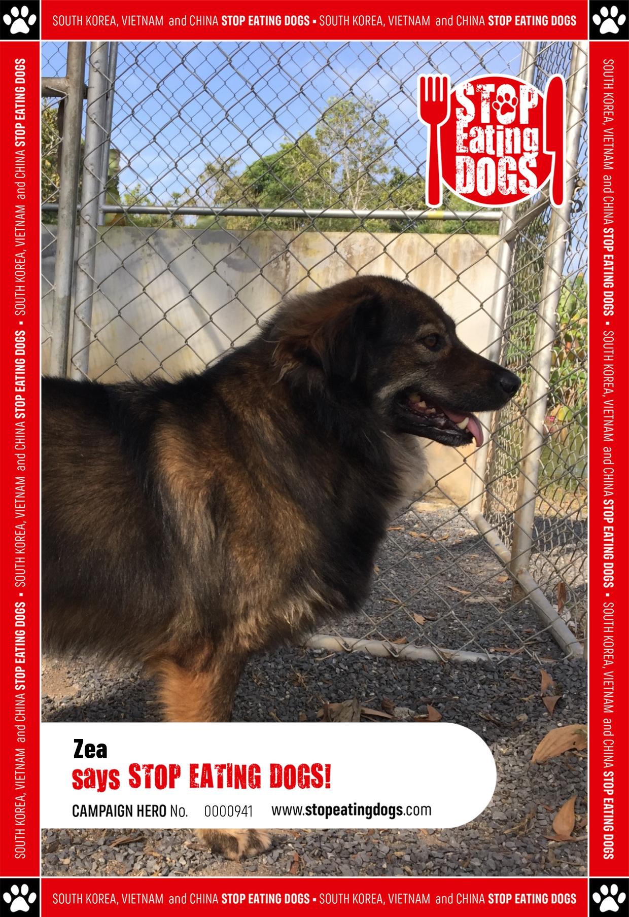 Stop Eating Dogs - Home